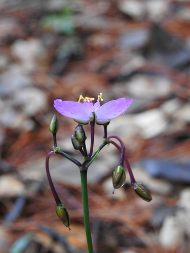 Subspecies Gibasis venustula venustula · iNaturalist
