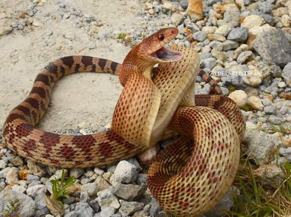 Mexican Bull Snake from Zacualtipán de Ángeles Hgo. on June 20, 2017 at ...