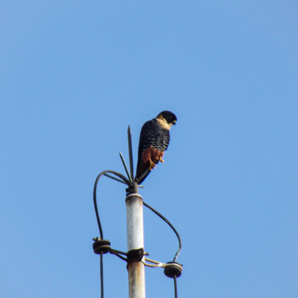 Bat Falcon from Vila Velha - State of Espírito Santo, 29107-052, Brazil ...