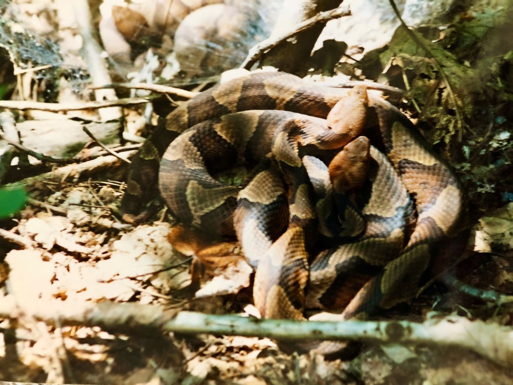 Eastern Copperhead in July 2000 by Jane Dixon · iNaturalist