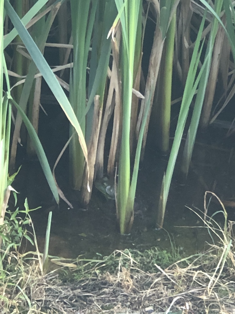 American Bullfrog from Woodmont Cir, Macungie, PA, US on July 20, 2020 ...
