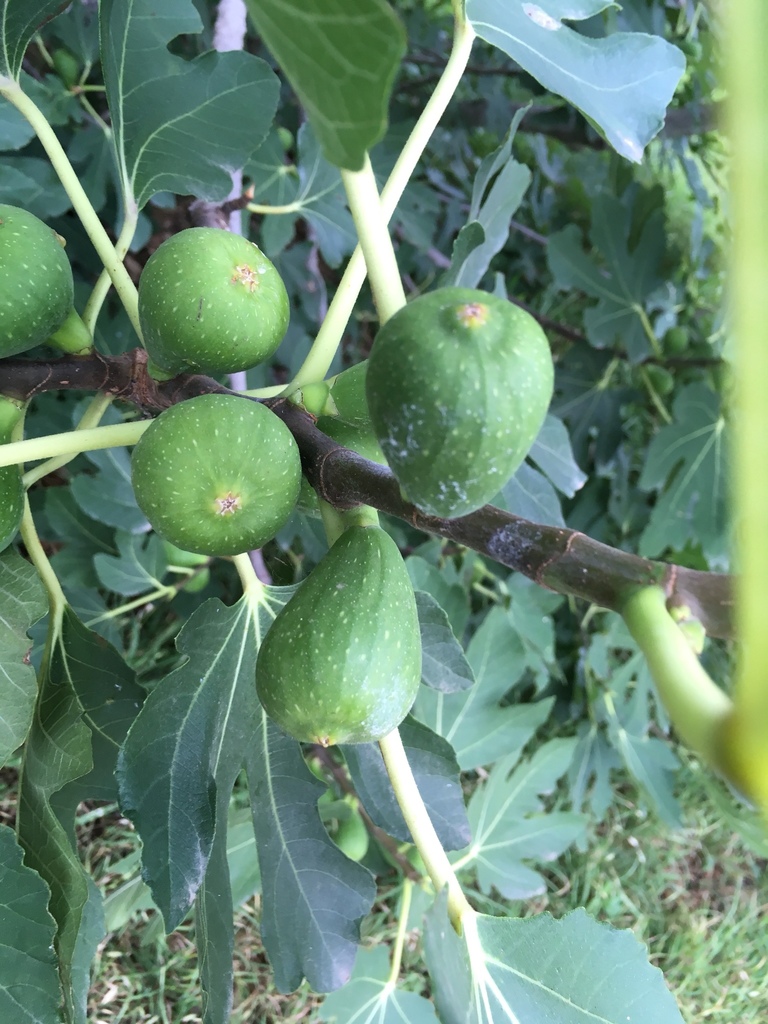 common fig from St. Edward's University, Austin, TX, US on May 10, 2017 ...