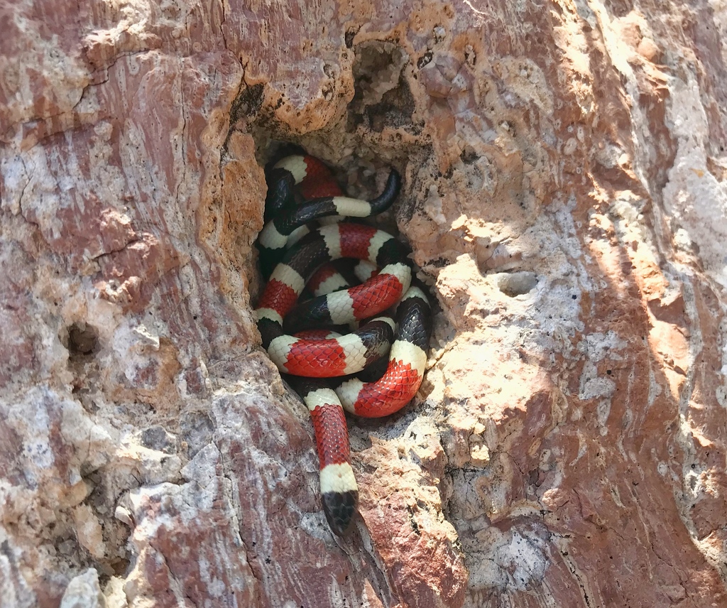 Sonoran Coralsnake in July 2018 by Bruce Edley · iNaturalist