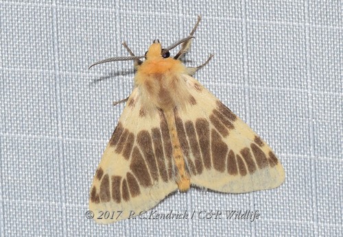 Lemyra albimarginalis · iNaturalist