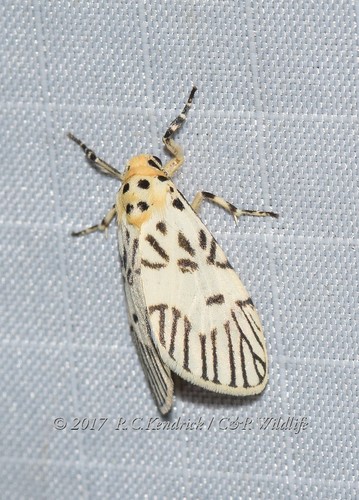 Subgenus Striatella · iNaturalist