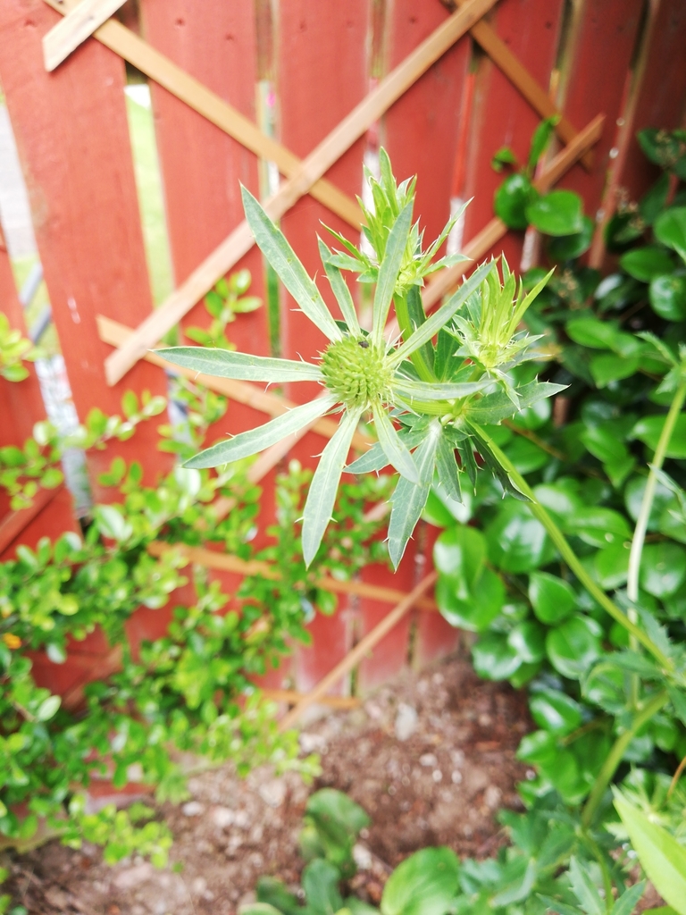 Mexican Culantro from Inverclyde on July 21, 2020 at 09:09 AM by ...