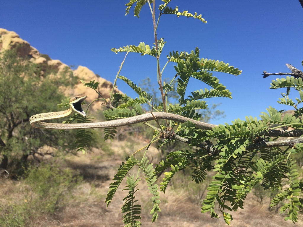 Oxybelis microphthalmus in May 2015 by Bruce Edley · iNaturalist
