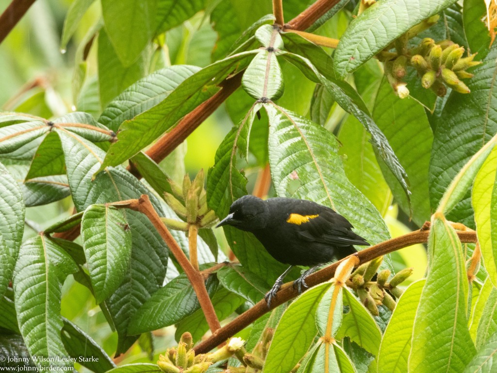 Inga from Tambopata, Peru on October 25, 2018 at 01:30 PM by Johnny ...
