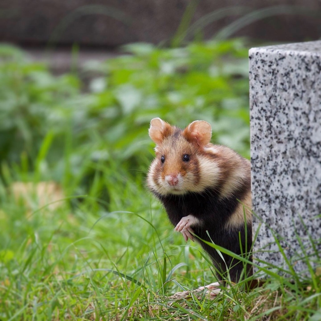 Eurasian Hamster in December 2019 by J Zed · iNaturalist