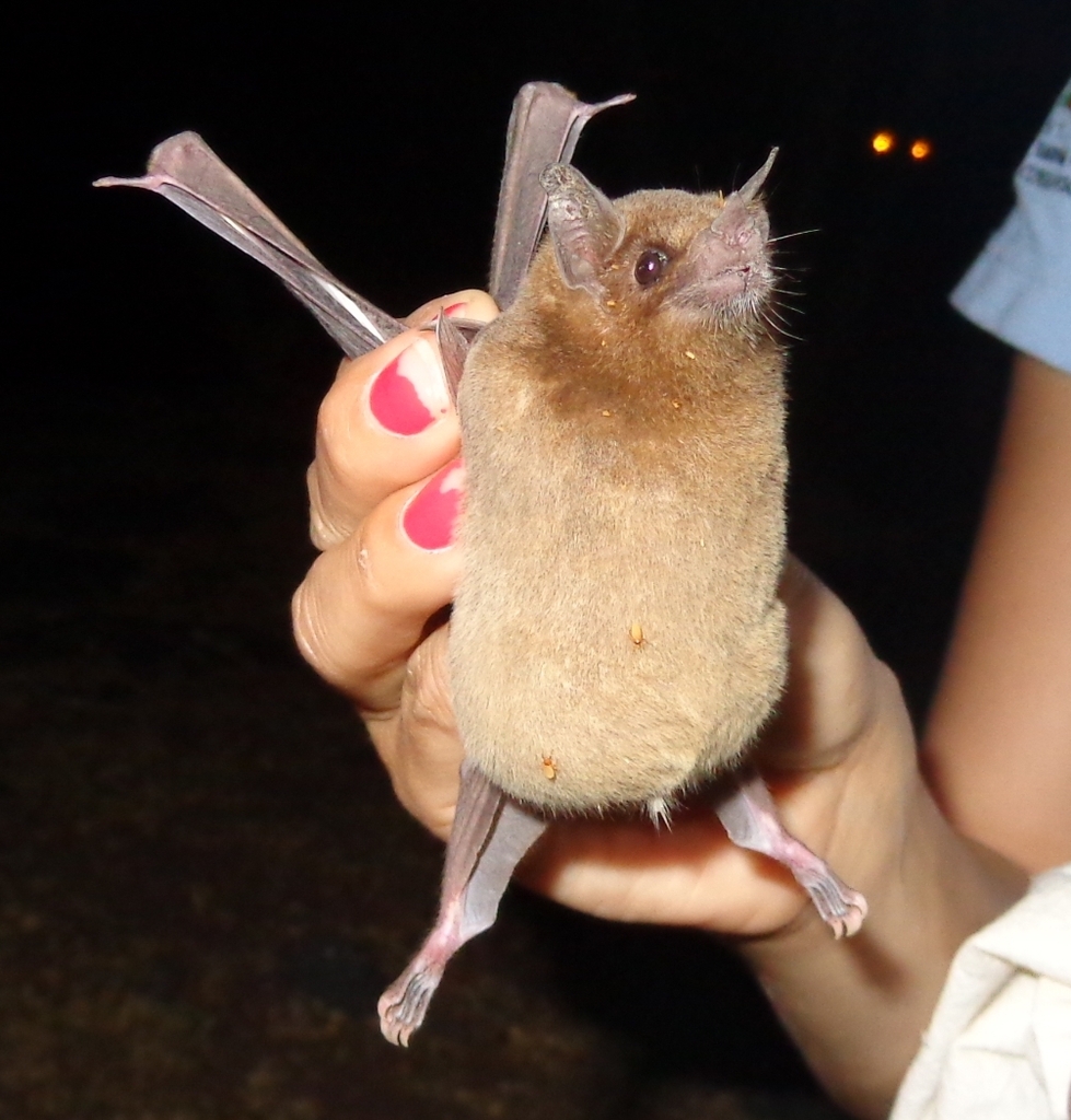 Murciélago magueyero mayor (Murciélagos de Veracruz) · iNaturalist