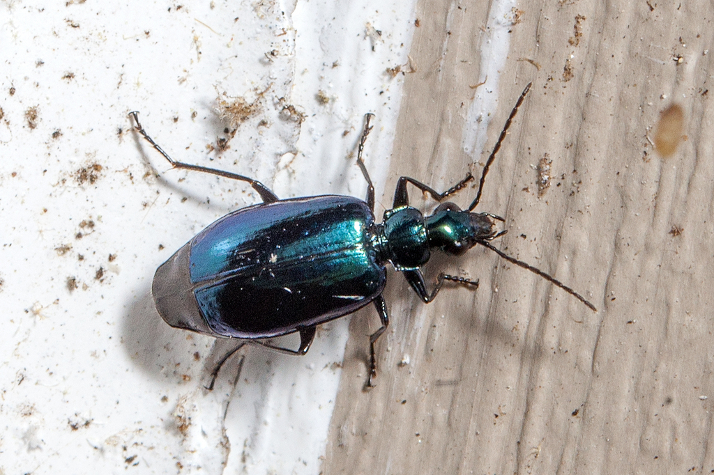 Flower Lebia Beetle from 1615 Parkridge Cir, Crofton, MD 21114, USA on ...