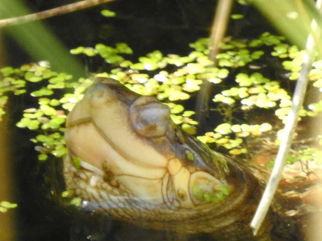 Helmeted Turtle from 59249 Fromelles, France on July 21, 2020 at 12:29 ...