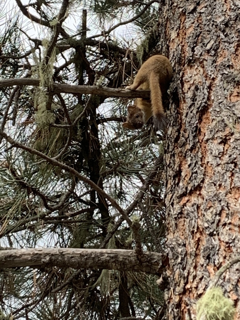Long-tailed Weasel from Calle de los Indios, Angel Fire, NM, US on July ...