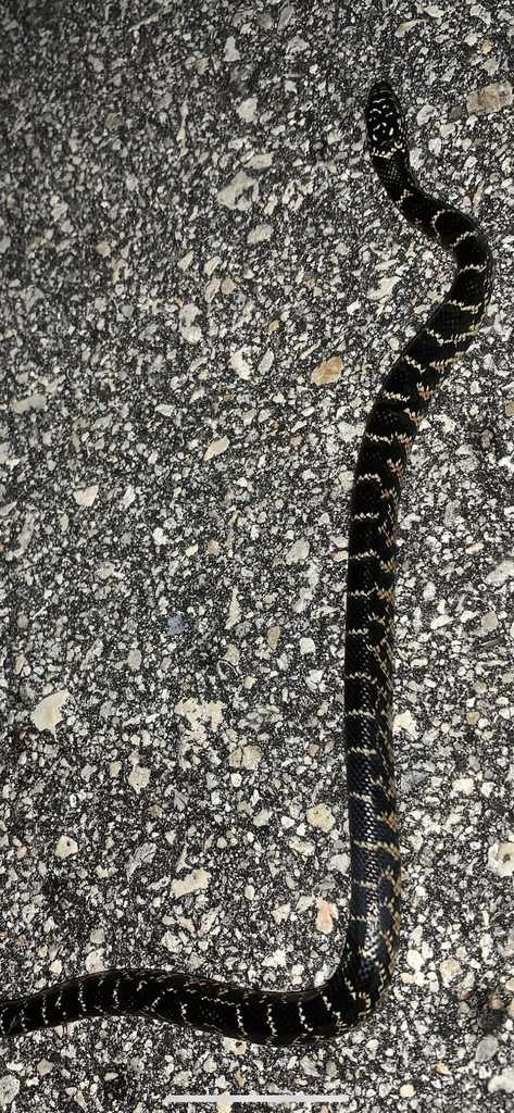 Eastern King Snake Range