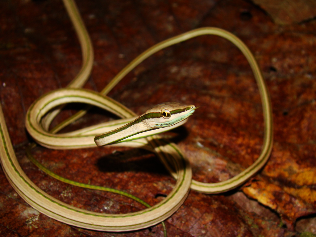 Striped Sharpnose Snake from Yasuní 16130, Ecuador on September 8, 2008 ...