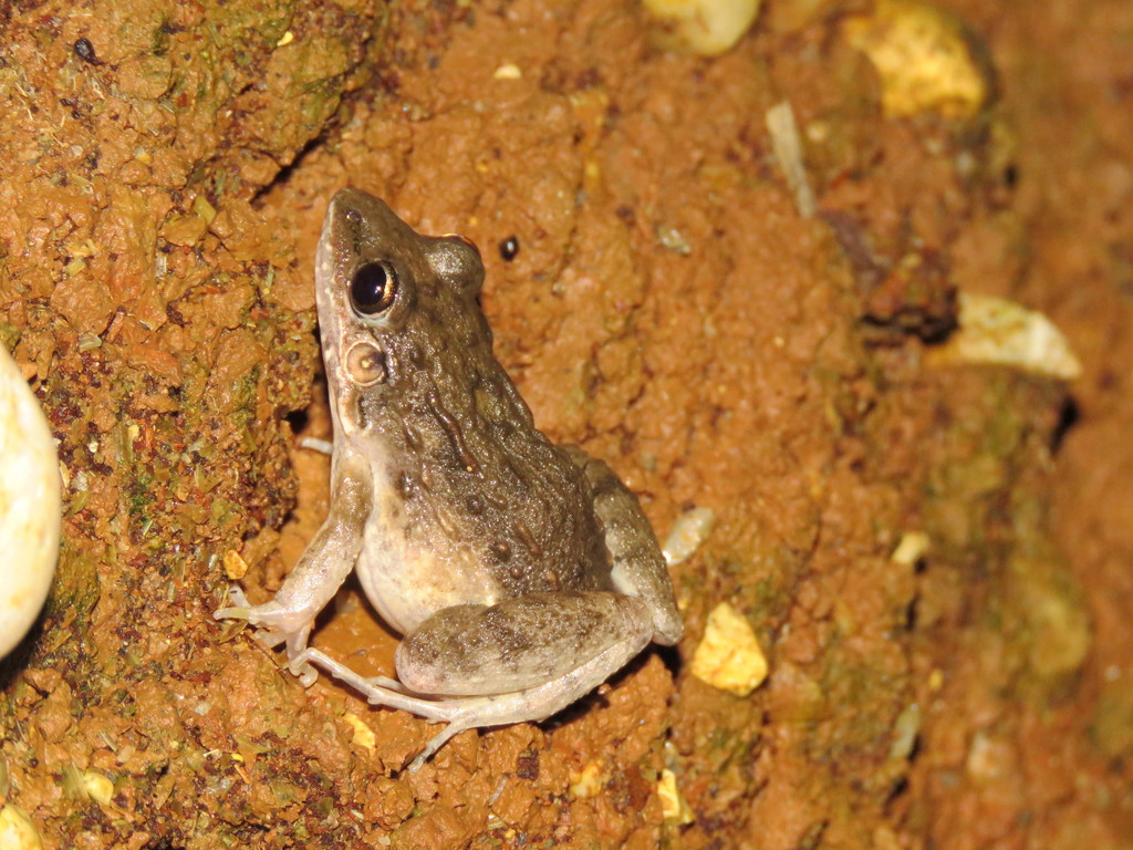 Mexican White-lipped Frog from Falán, Tolima, Colombia on April 22 ...
