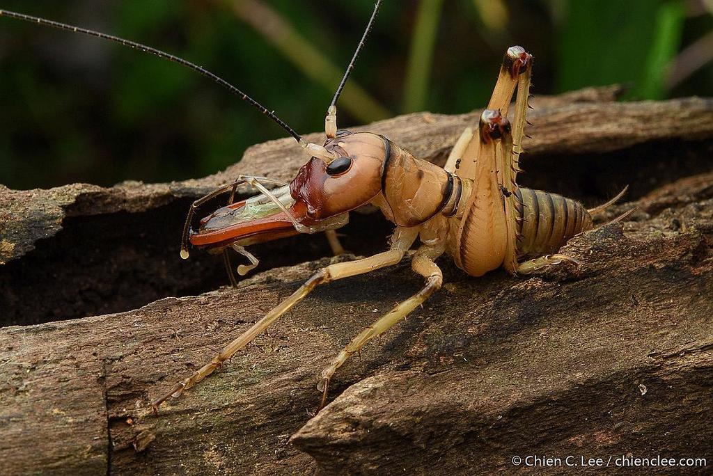 Spizaphilus ornatus from Alaotra-Mangoro, Toamasina, Madagascar on ...