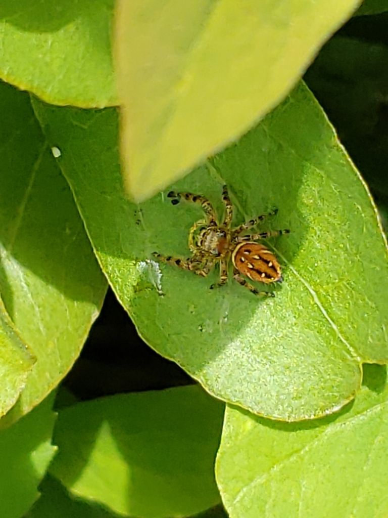 Brilliant Jumping Spider from Fancy Gap on July 21, 2020 at 11:39 AM by ...