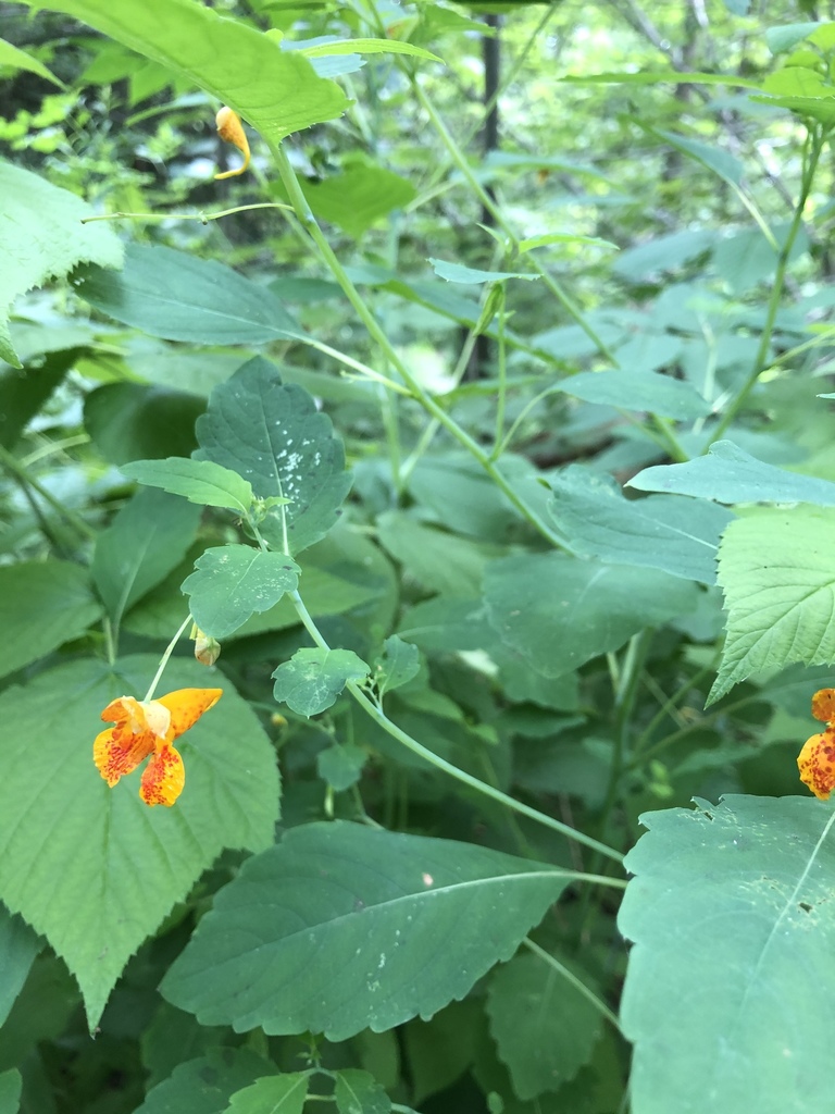 common jewelweed from Conservation Rd, Milton, ON, CA on July 21, 2020 ...