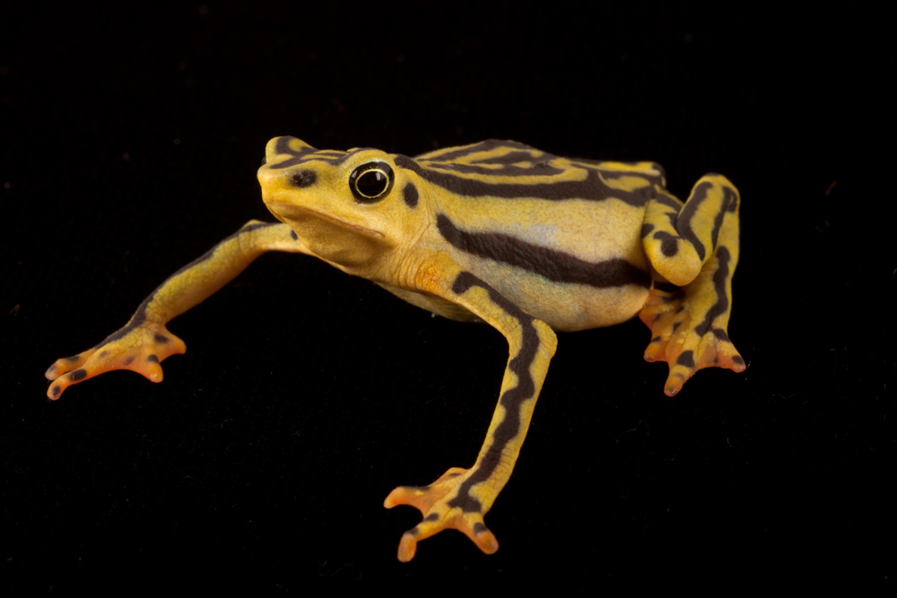 Elegant Stubfoot Toad in November 2011 by Centro Jambatu. Lg. Elicio ...