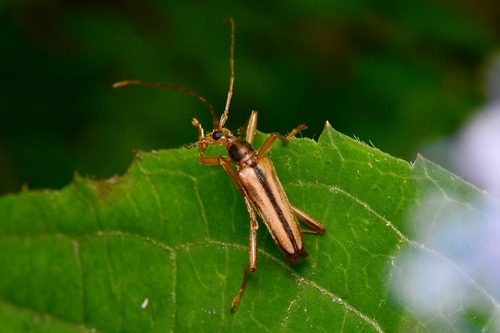 Pidonia similis · iNaturalist United Kingdom