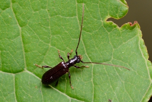 Obrium obscuripenne · NaturaLista Colombia