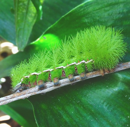 Observations by pilosaurus · iNaturalist