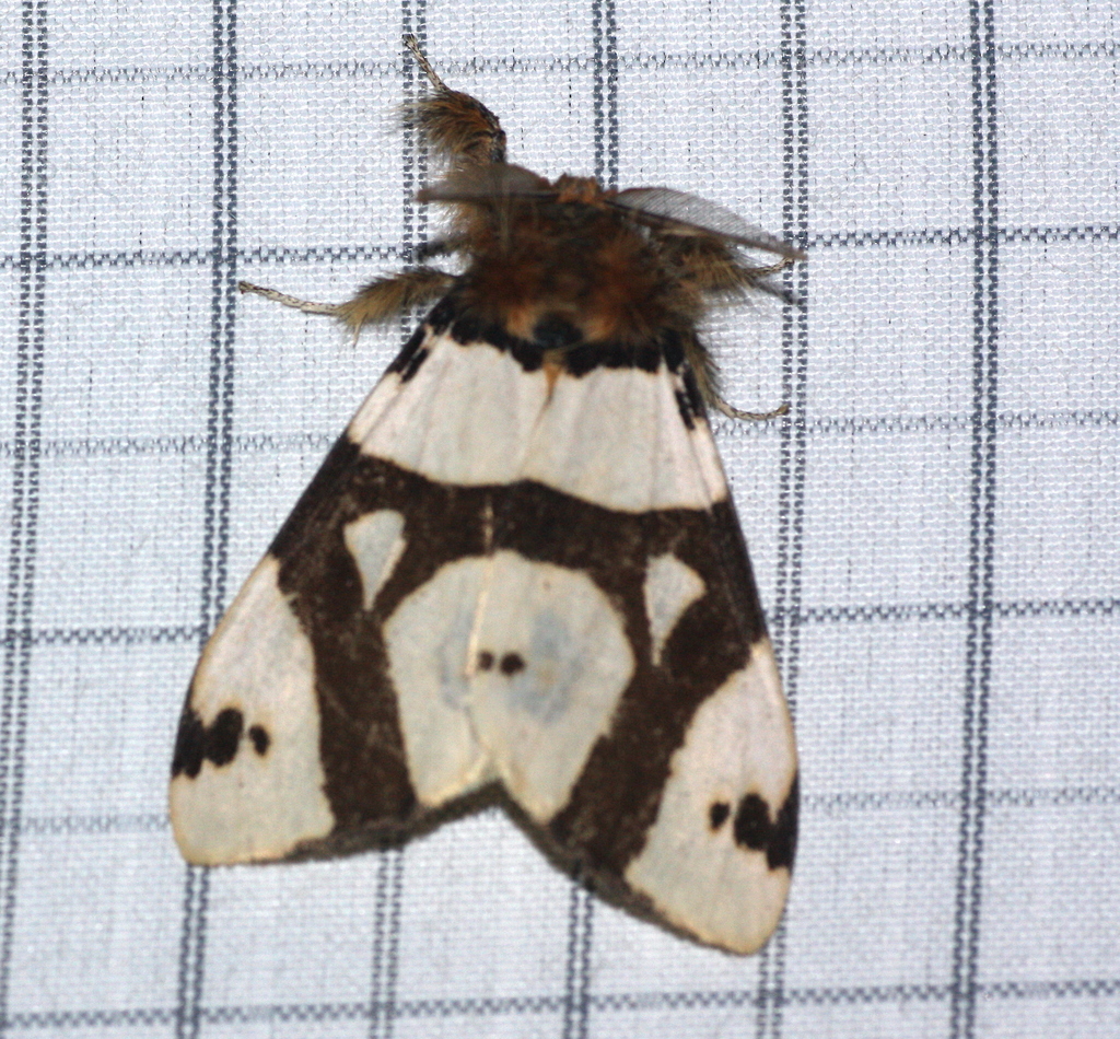 Numenes patrana from West Kameng, IN-AR, IN on May 13, 2012 by HARSHA K ...