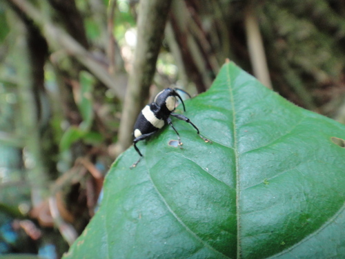 Macromerus albofasciatus · NaturaLista Colombia