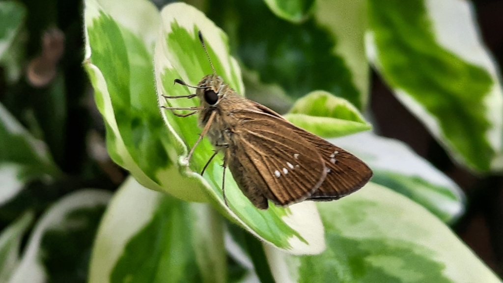 Formosan Swift from 406, Taiwan, 台中市北屯區松強里 on July 22, 2020 at 11:10 AM ...