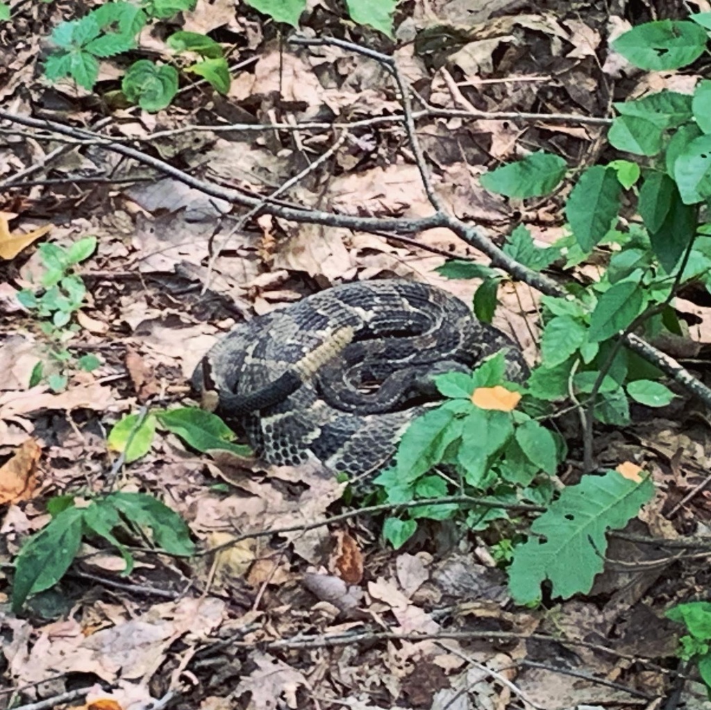 Timber Rattlesnake in July 2020 by markingthemiles · iNaturalist
