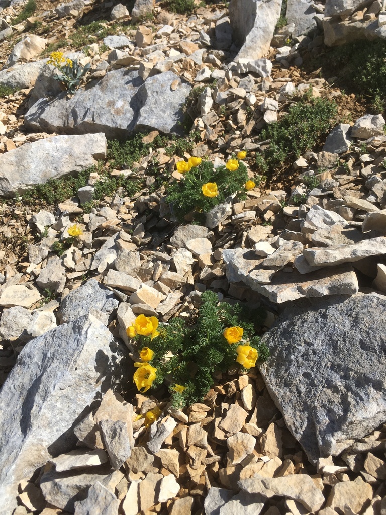 Adonis distorta in July 2020 by Valter Di Cecco · iNaturalist