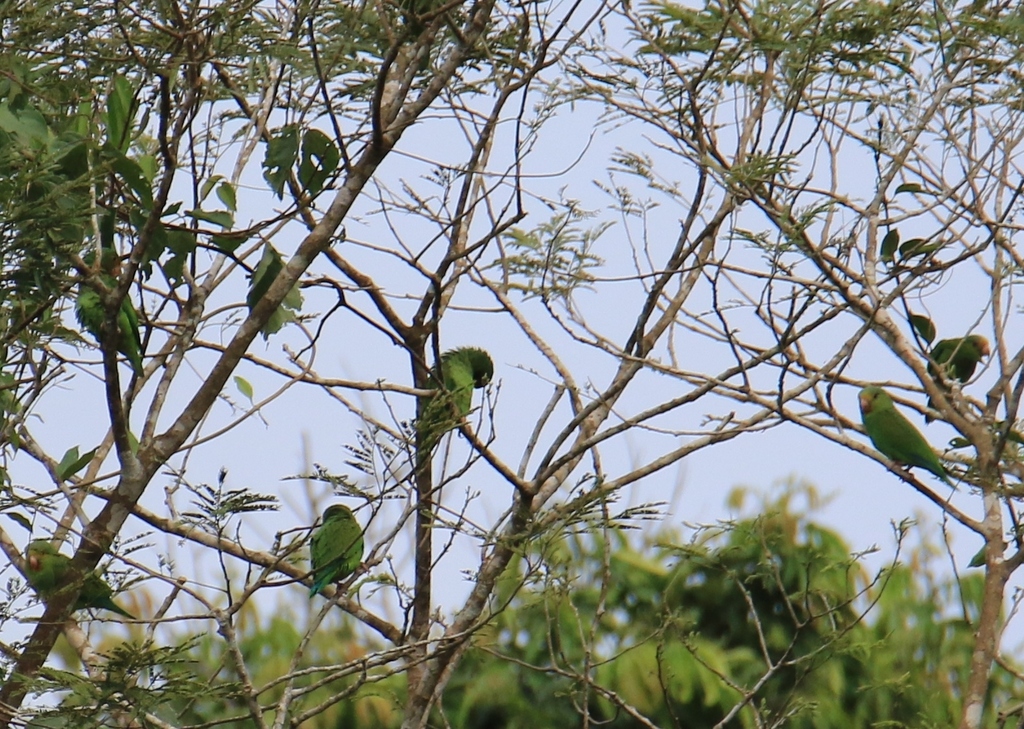 Tui Parakeet from Manú Province, Peru on July 3, 2019 at 10:00 AM by go ...