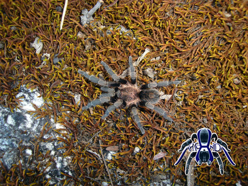 Bonnetina megagyna · iNaturalist Mexico