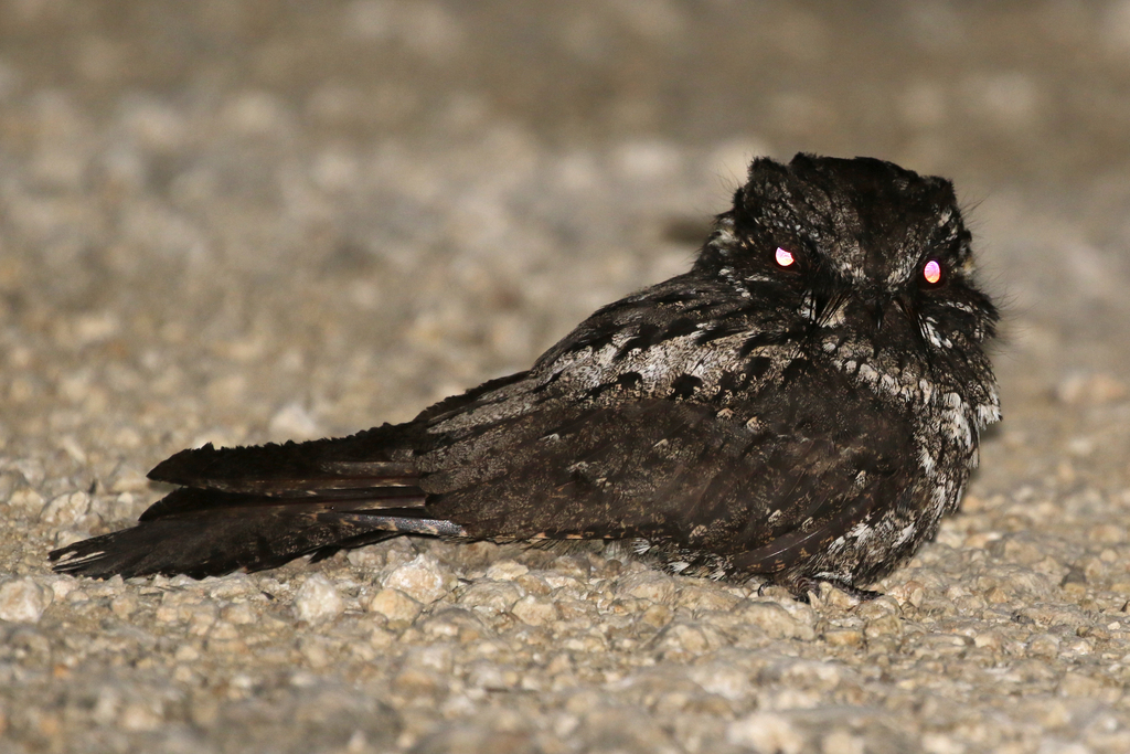 Cuban Nightjar from Josué País, Provincia de Matanzas, Cuba on 16 March ...
