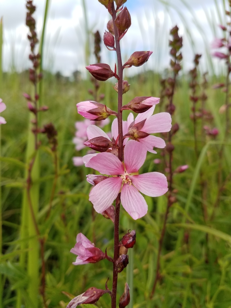 Henderson's Checker-mallow in July 2019 by Paige Roper · iNaturalist
