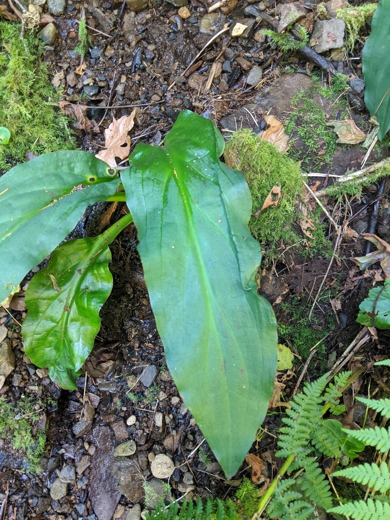 skunk cabbages from Sweet Creek Falls Trailhead on July 22, 2020 at 11: ...