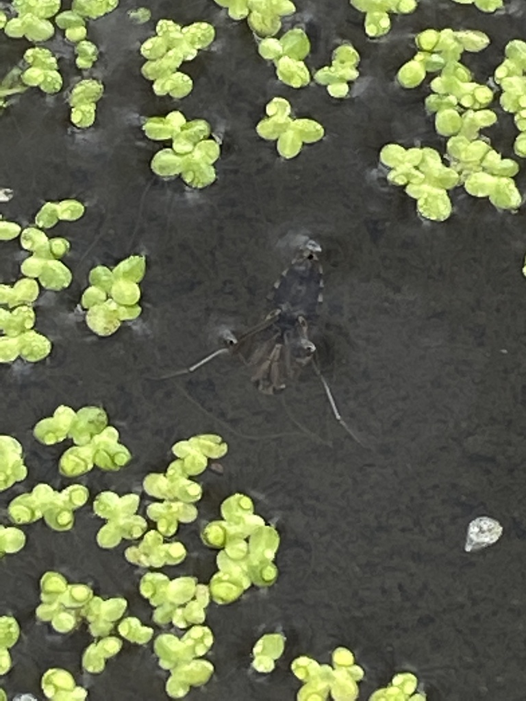 Notonecta triguttata from 和賀町岩沢9地割, 北上市, 岩手県, JP on July 23, 2020 at 08 ...