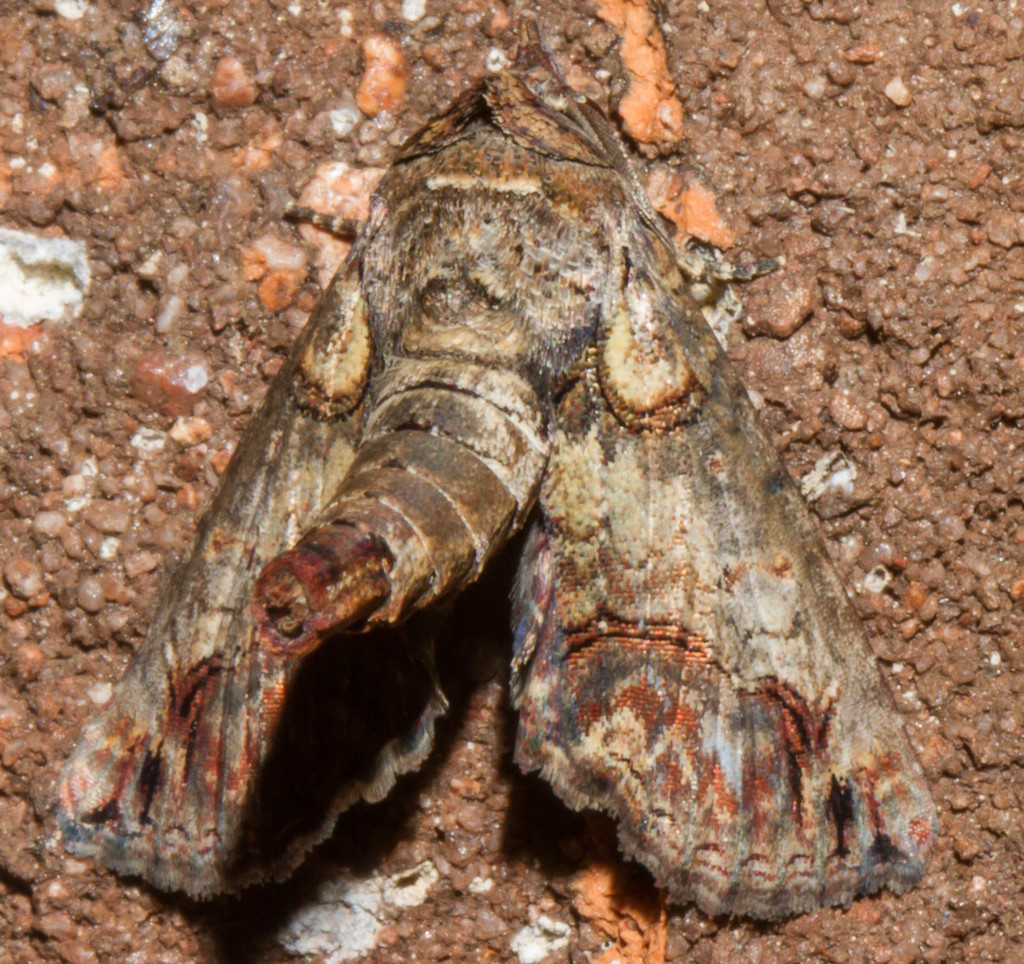 Large Paectes Moth in July 2020 by Eric Williams. A Large Paectes Moth ...