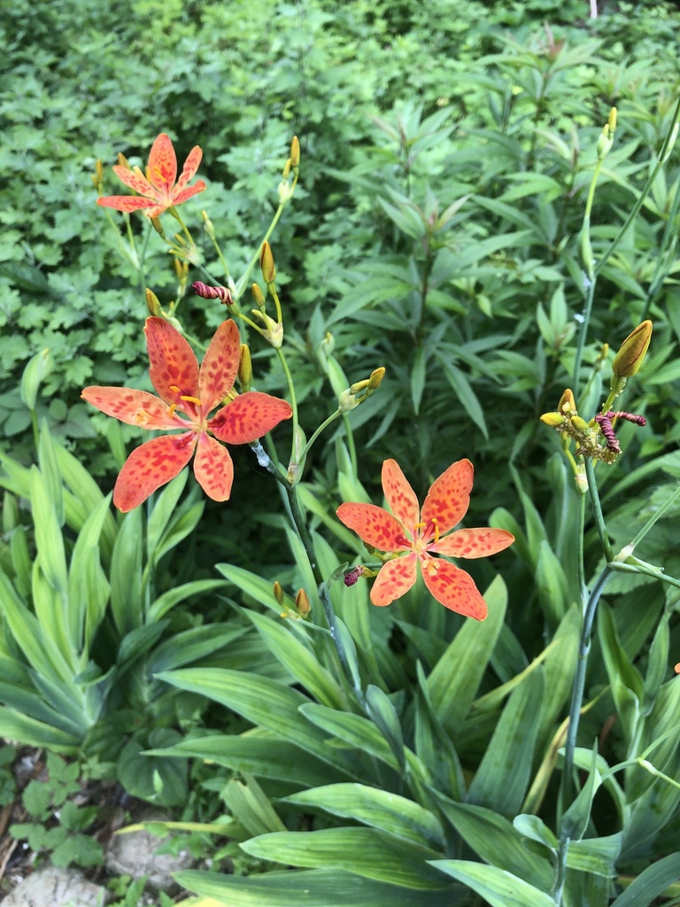 Blackberry Lily from Ozakai, Himi-Shi, Toyama, JP on July 23, 2020 at ...