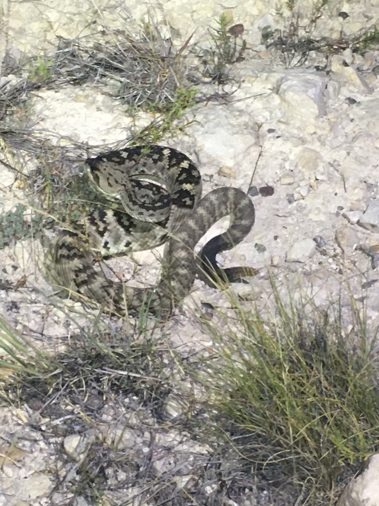 Eastern Black-tailed Rattlesnake from Terrell County, US-TX, US on July ...
