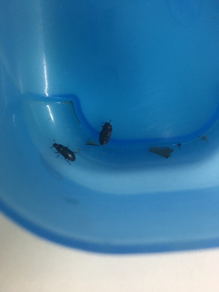 Water, Rove, Scarab, Long-horned, Leaf, and Snout Beetles from Route d ...