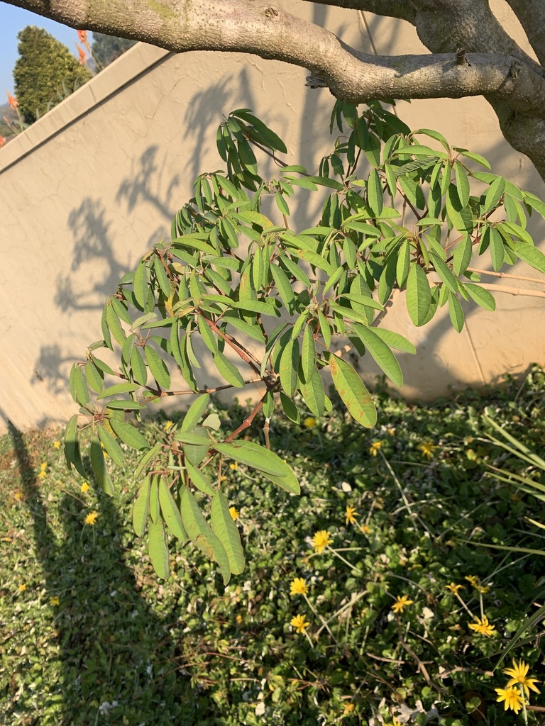 pascuita from Frances Staniland Road, Pietermaritzburg, KZN, ZA on July ...