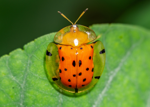 Tortoise Shell Beetle
