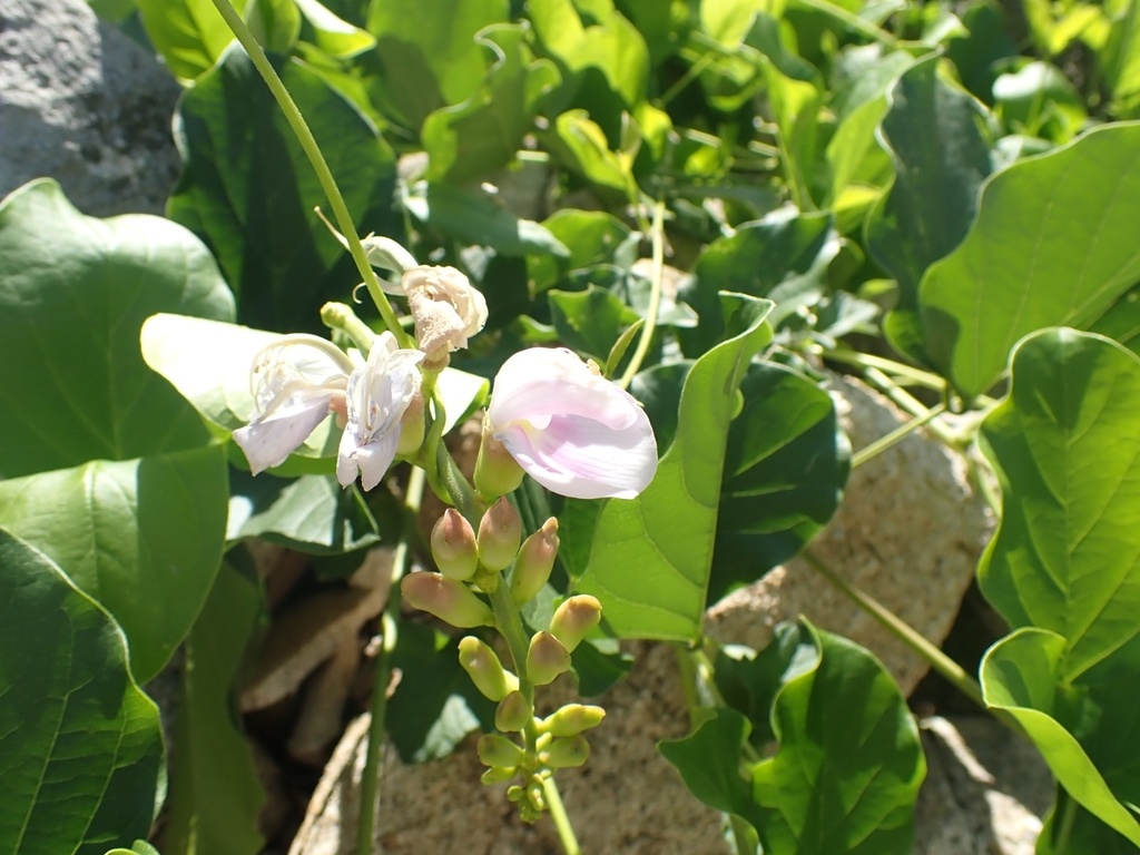 Beach Bean from 吐露港, 康樂園, 新界, HK on July 11, 2020 at 04:49 PM by ...