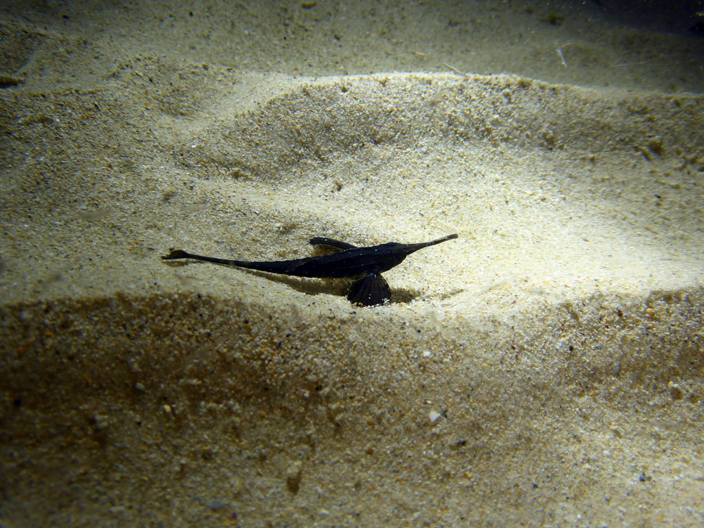 Slender Seamoth from Sydney NSW, Australia on July 23, 2020 by ...