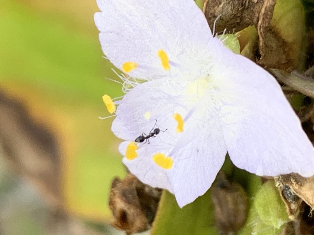 Common Trailing Ant from Tennessee Tech University, Cookeville, TN, US ...