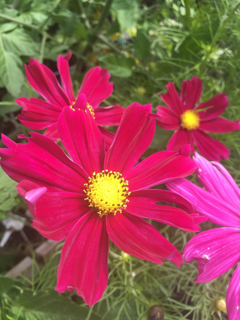 garden cosmos from US-23, Cheboygan, MI, US on July 23, 2020 at 10:11 ...