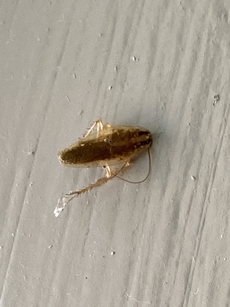 German Cockroach from The University of Texas - MD Anderson Cancer ...