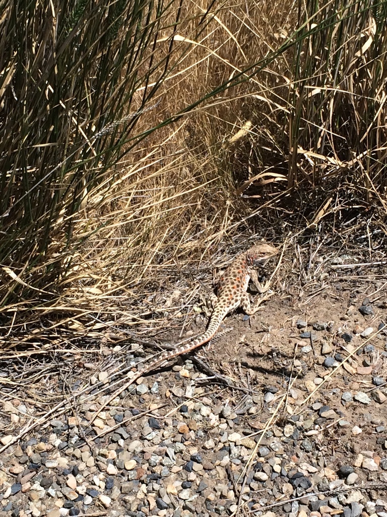 Long-nosed Leopard Lizard from Hagerman Fossil Beds National Monument ...
